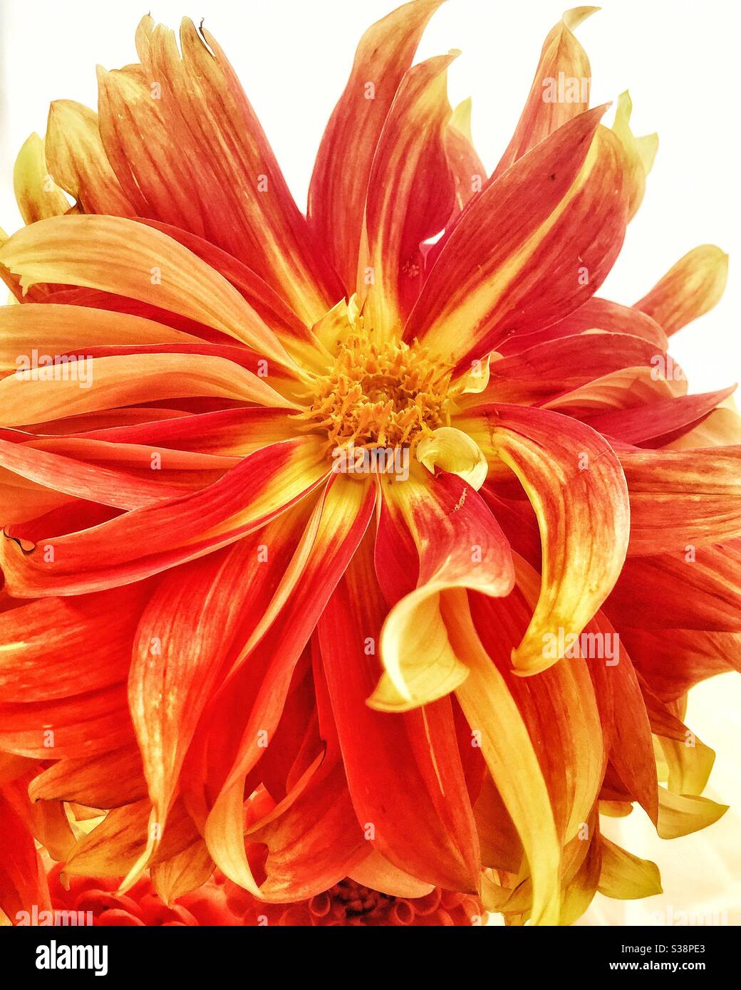 Dahlia variety Bodacious flower on a white background Stock Photo - Alamy