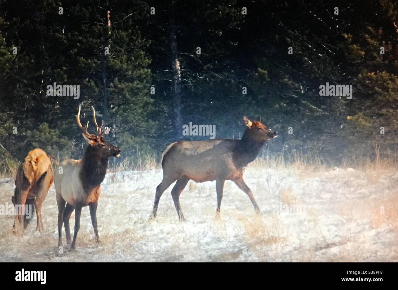Largest of deer family cervidae hi-res stock photography and images - Alamy