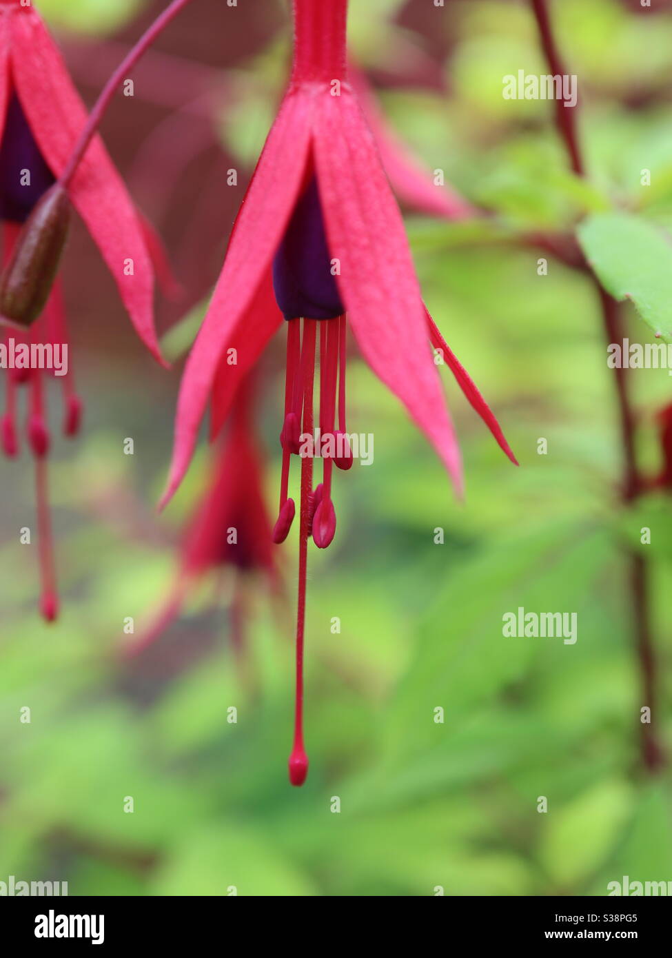 Red and purple fuchsia hi-res stock photography and images - Alamy