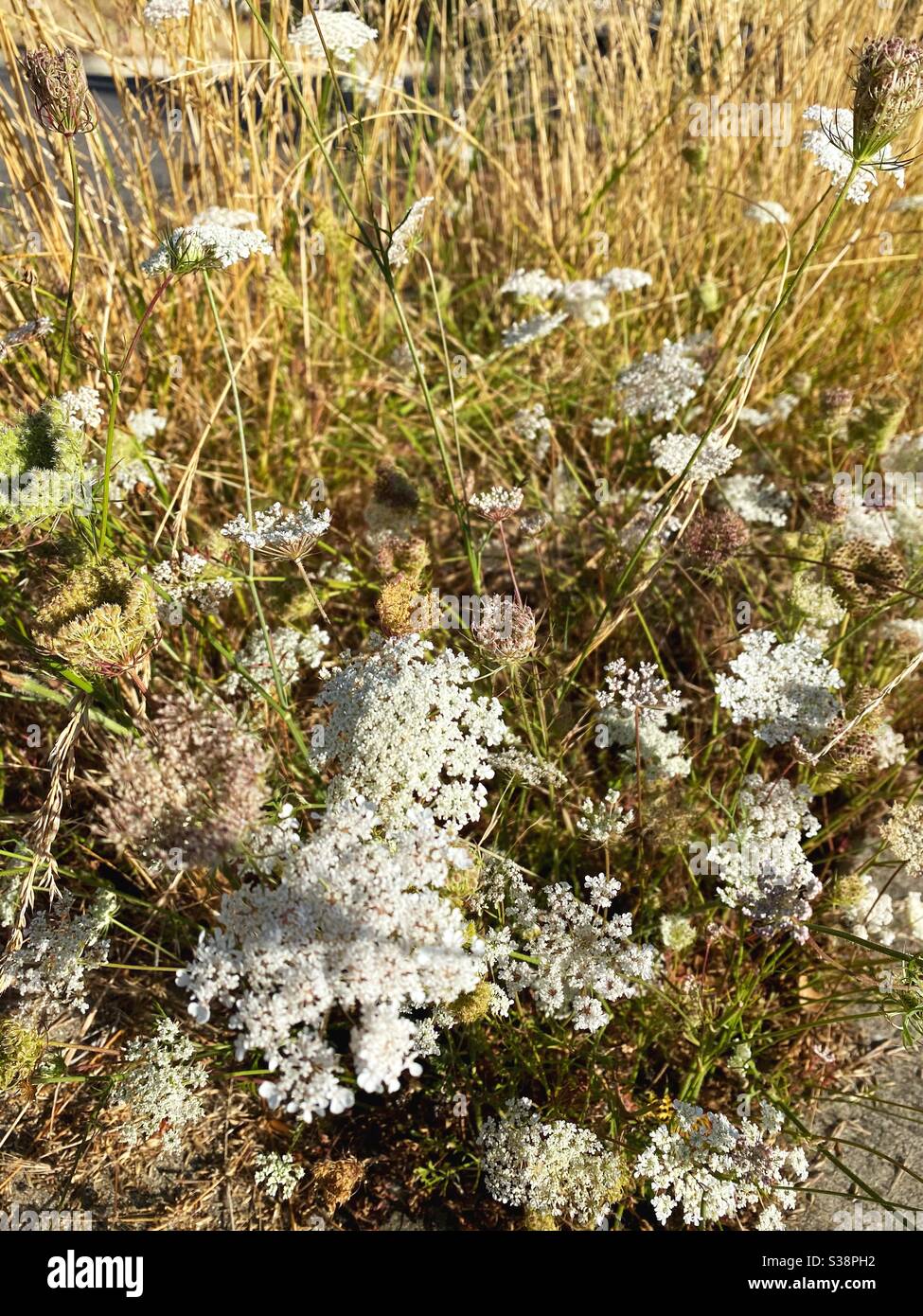 Tangled weeds hi-res stock photography and images - Alamy