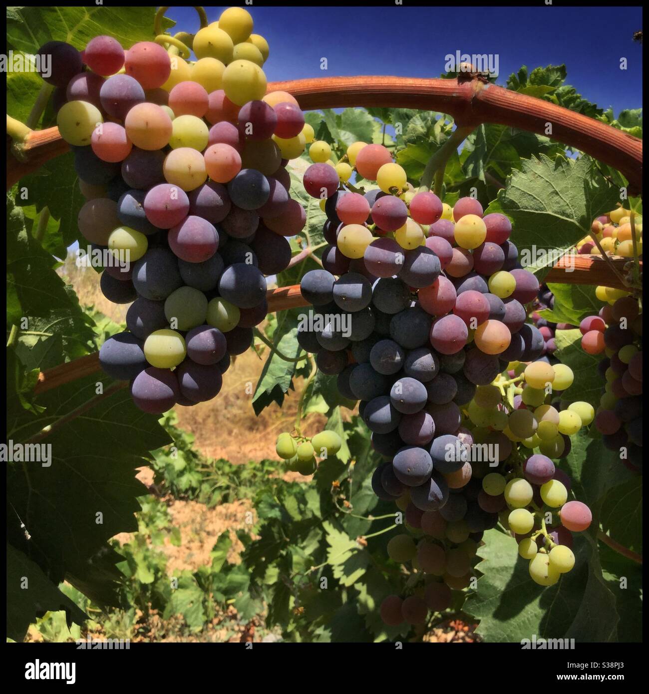 Carignan spain hi-res stock photography and images - Alamy