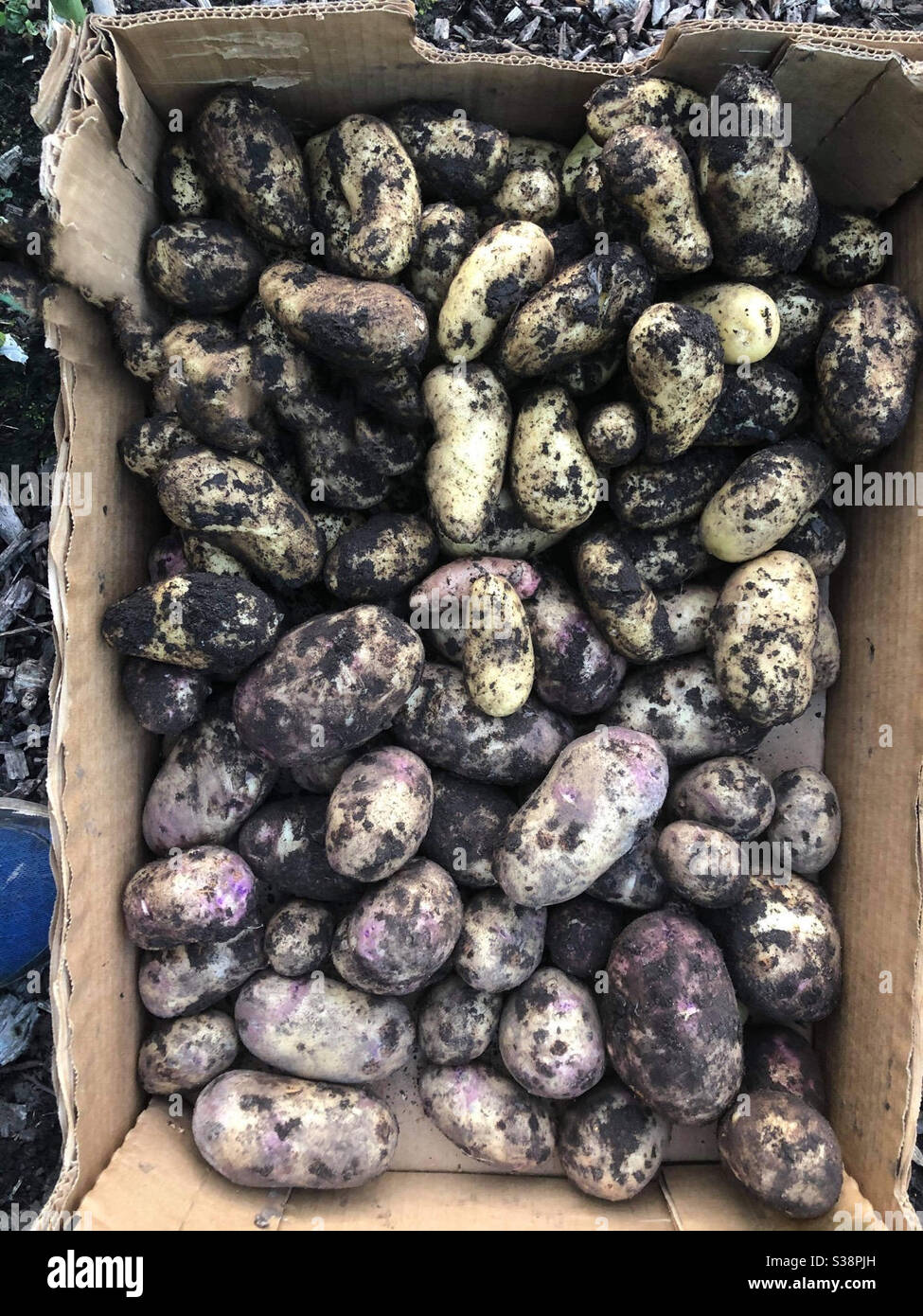 Allotment spuds hi-res stock photography and images - Alamy
