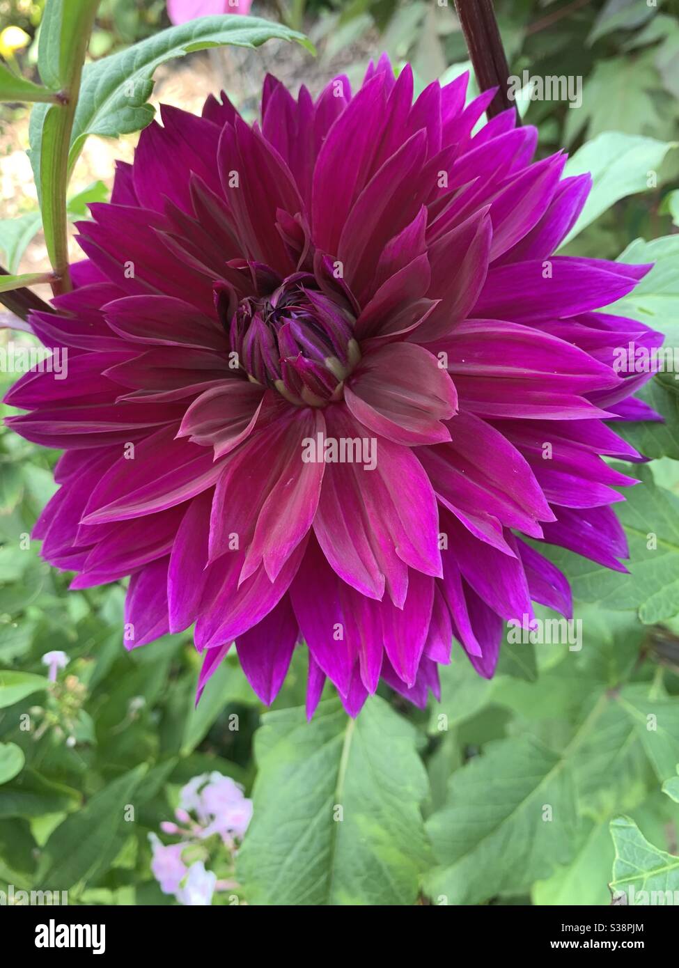 Dinner plate dahlia hi-res stock photography and images - Alamy