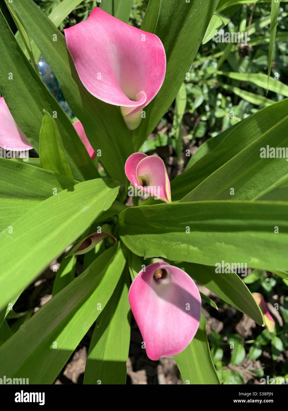 Calla lilies hi-res stock photography and images - Alamy