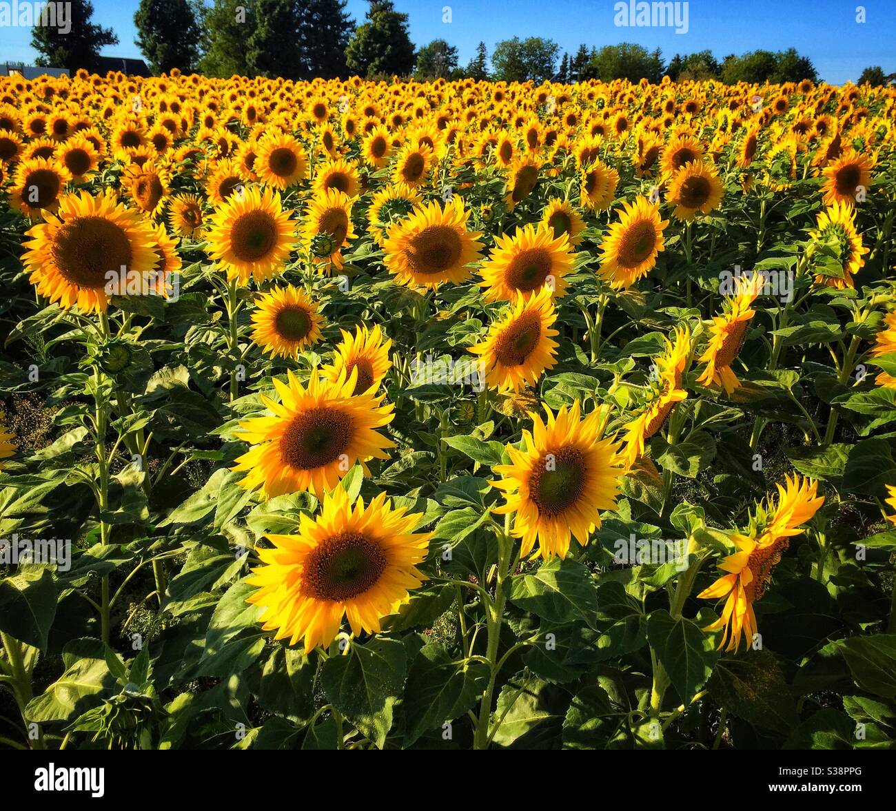 A farm field of sunflowers Stock Photo - Alamy