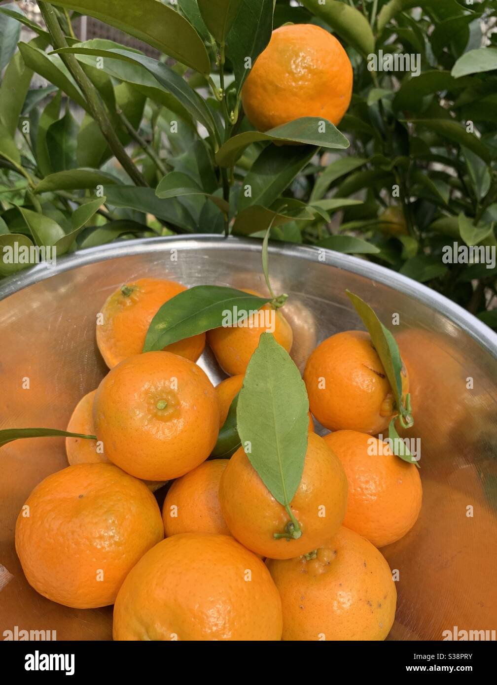 Harvest from a backyard mandarin tree in late winter Sydney, Australia ...