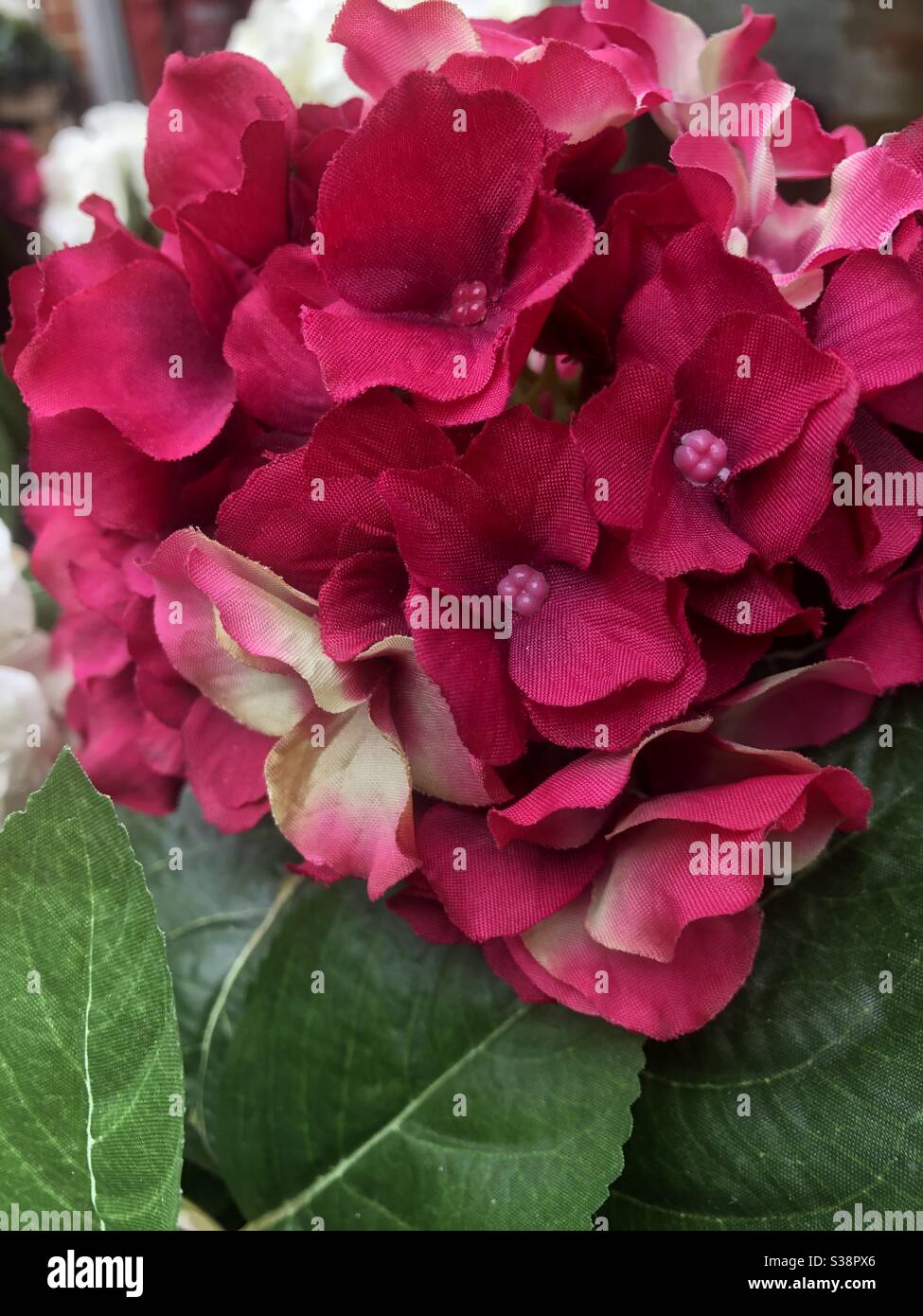 Burst flower hi-res stock photography and images - Alamy