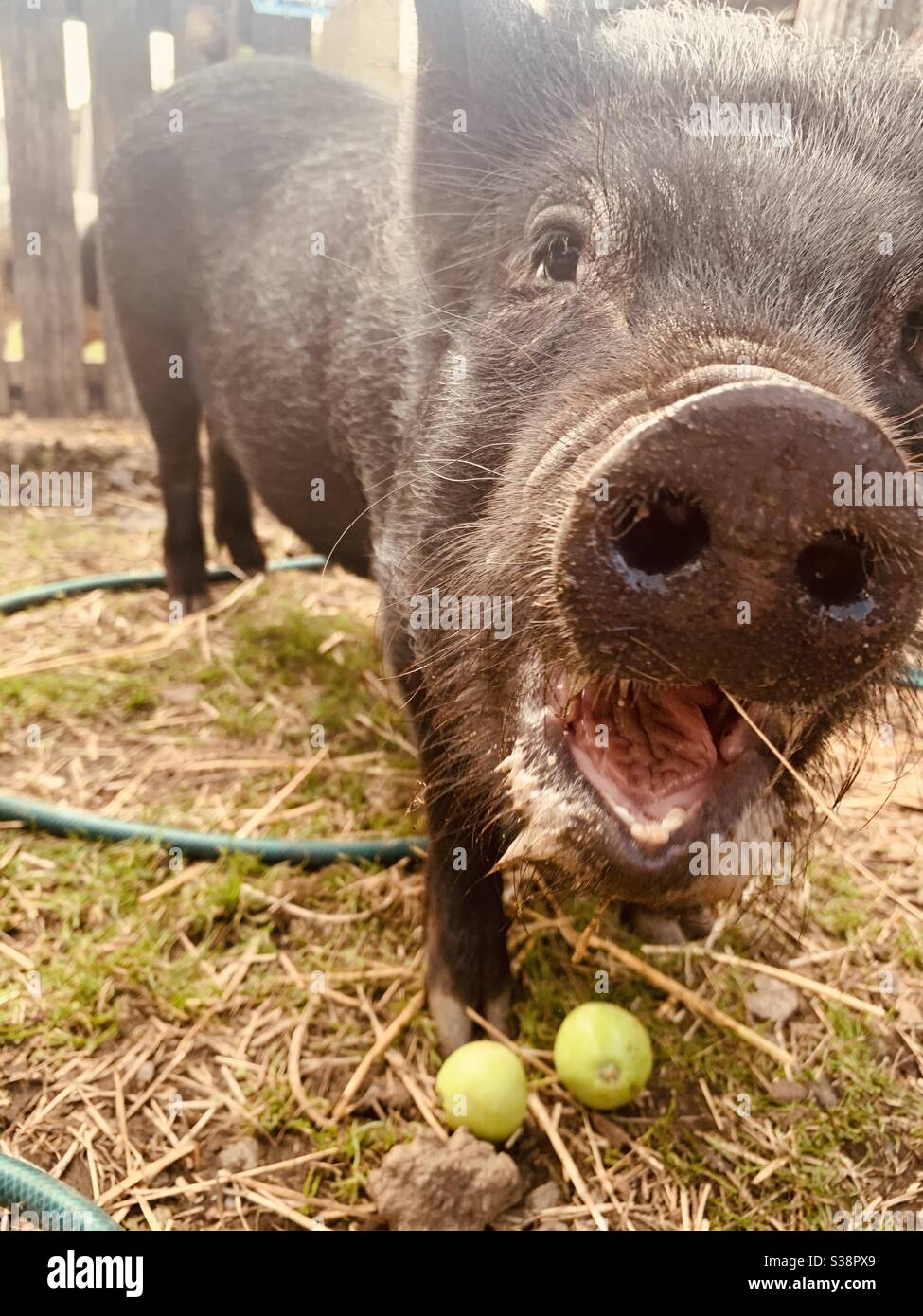 Pig for eating hi-res stock photography and images - Alamy