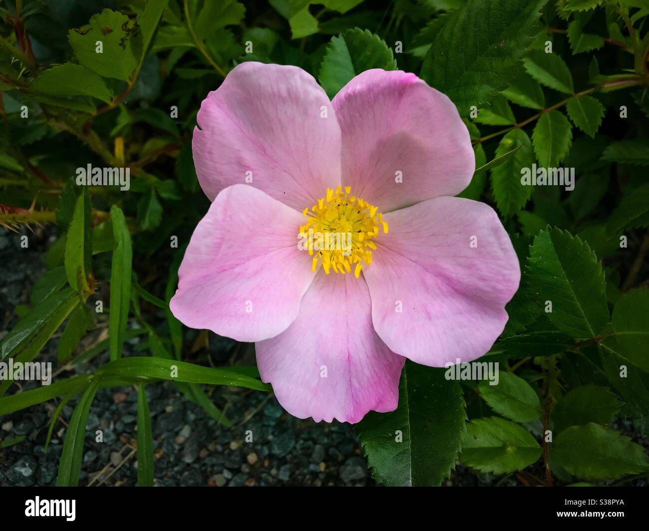 Swamp rose hi-res stock photography and images - Alamy