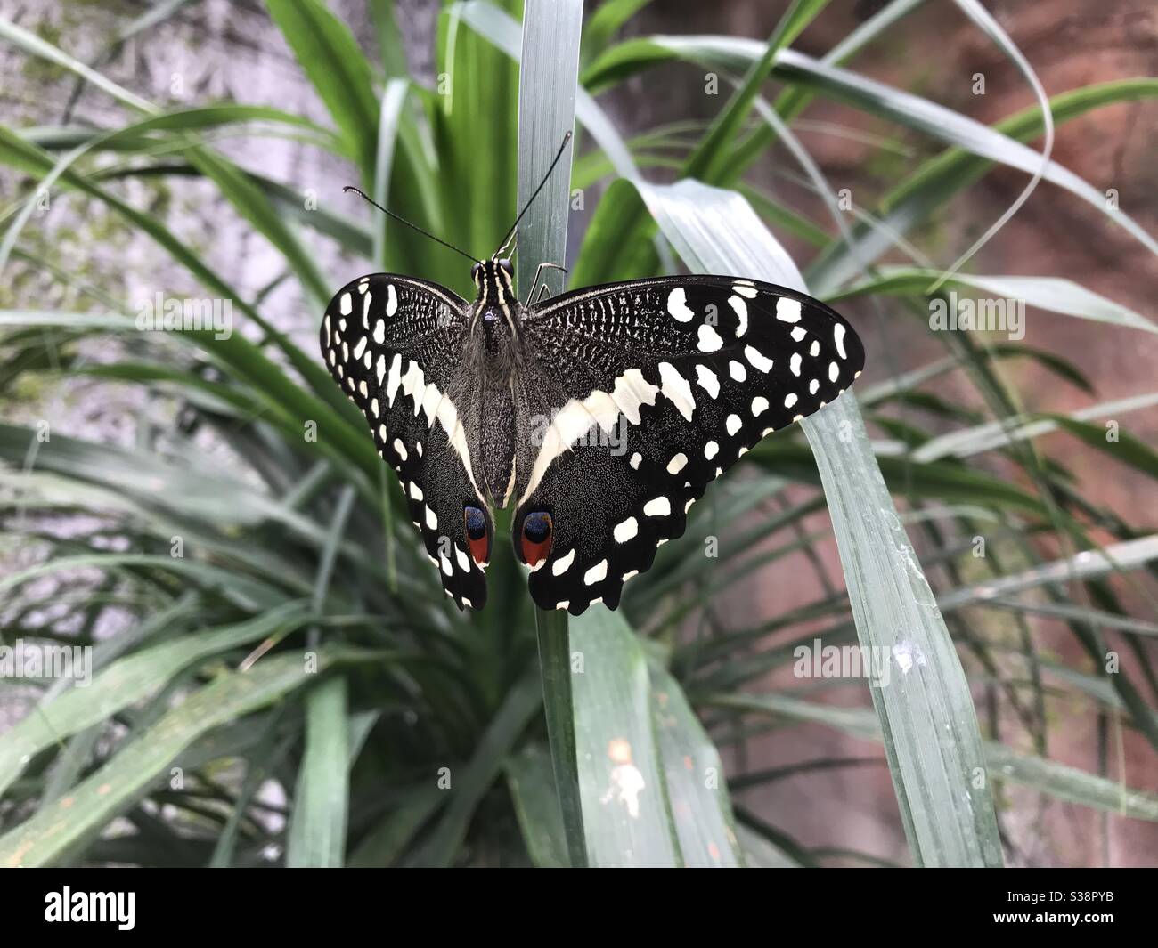 Butterfly sitting hi-res stock photography and images - Alamy