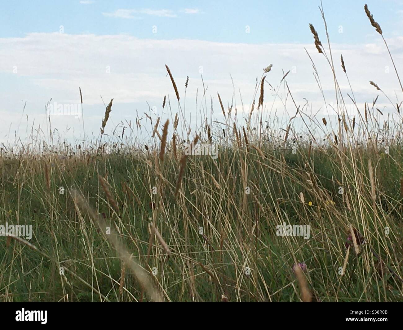Grassy grasslands hi-res stock photography and images - Alamy