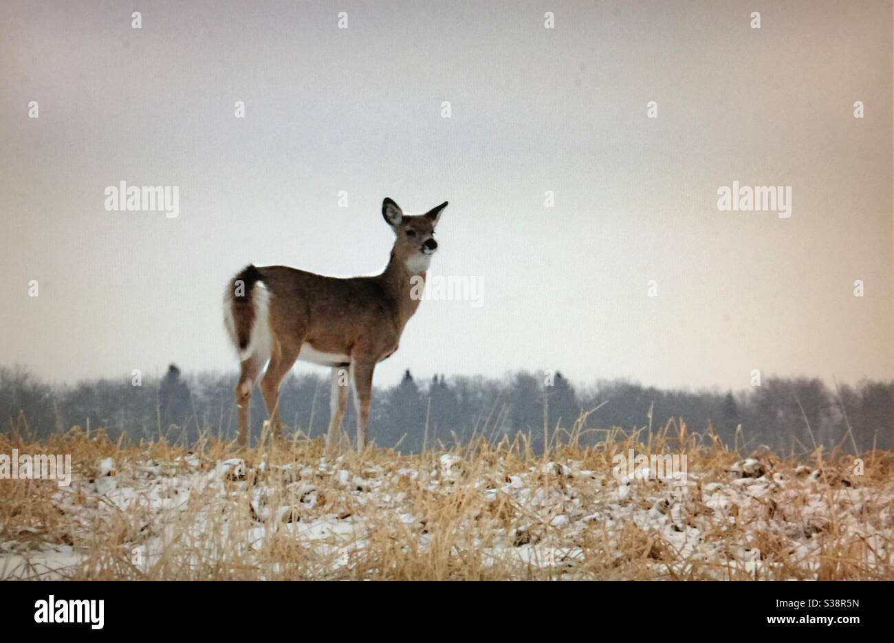 The white-tailed deer, or whitetail, medium-sized deer native to North ...