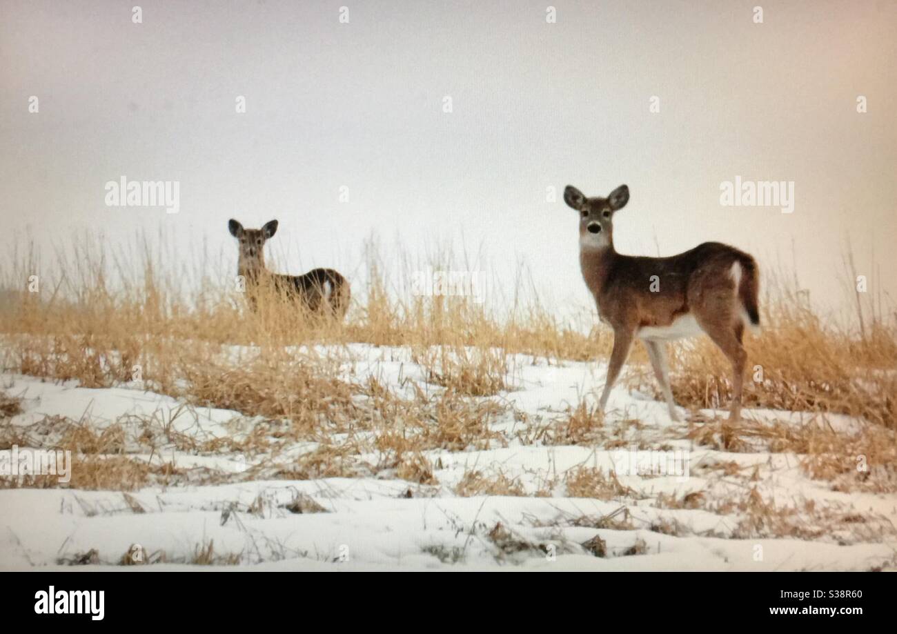 The white-tailed deer, or whitetail, medium-sized deer, native to North ...