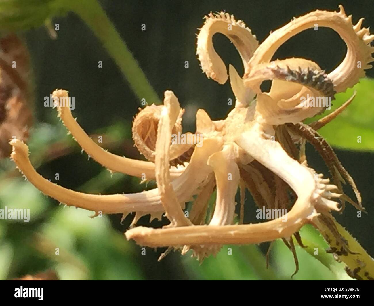 Octopus plant hi-res stock photography and images - Alamy