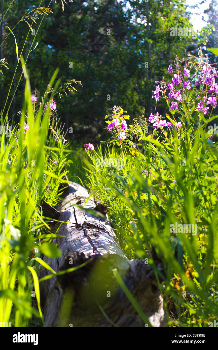 Log and purple flowers in woods Stock Photo - Alamy