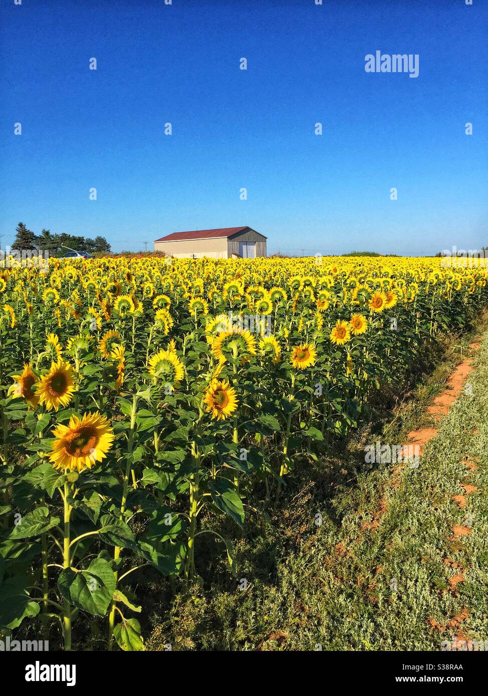 Farm field of blooming sunflowers Stock Photo - Alamy