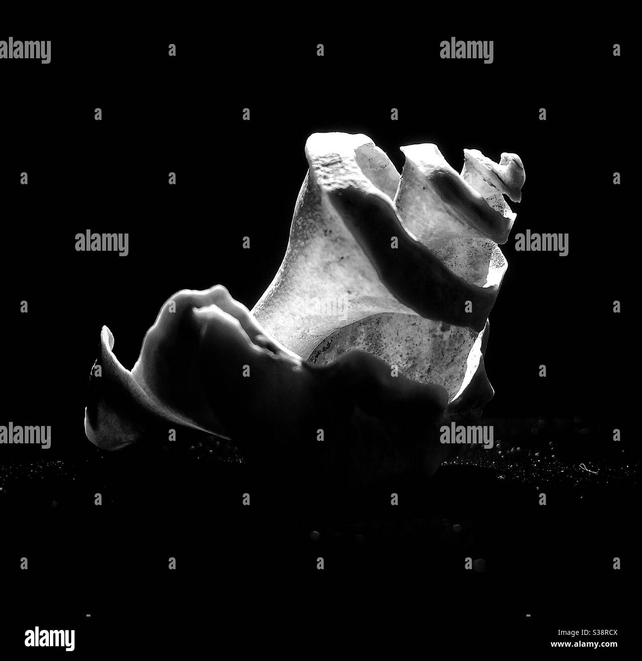 Shell of the Channelled whelk, Busycotypus canaliculatus Stock Photo ...