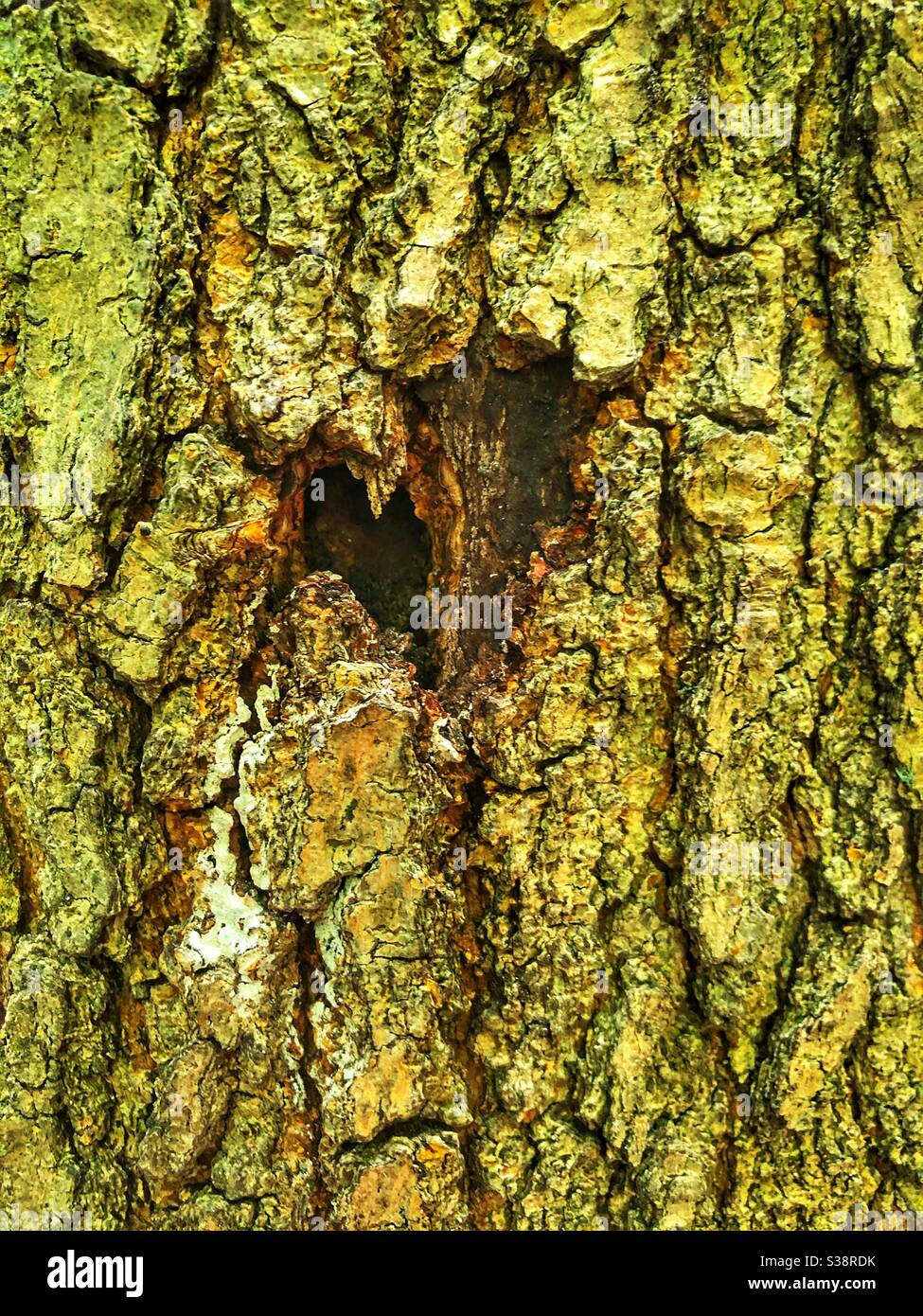 Heart shape on a tree trunk Stock Photo - Alamy