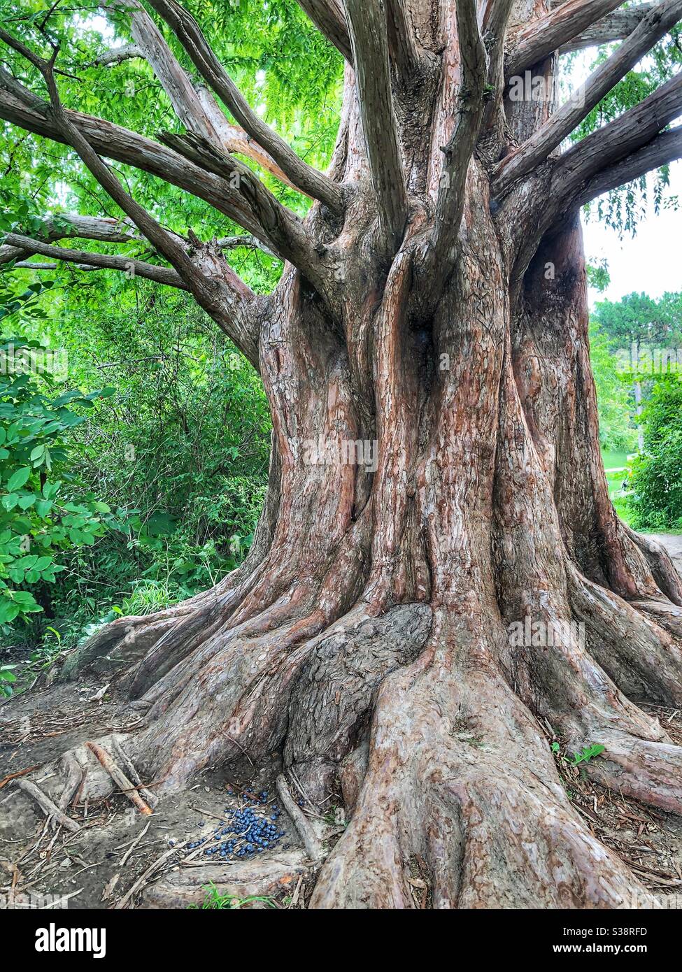 An ancient tree Stock Photo - Alamy