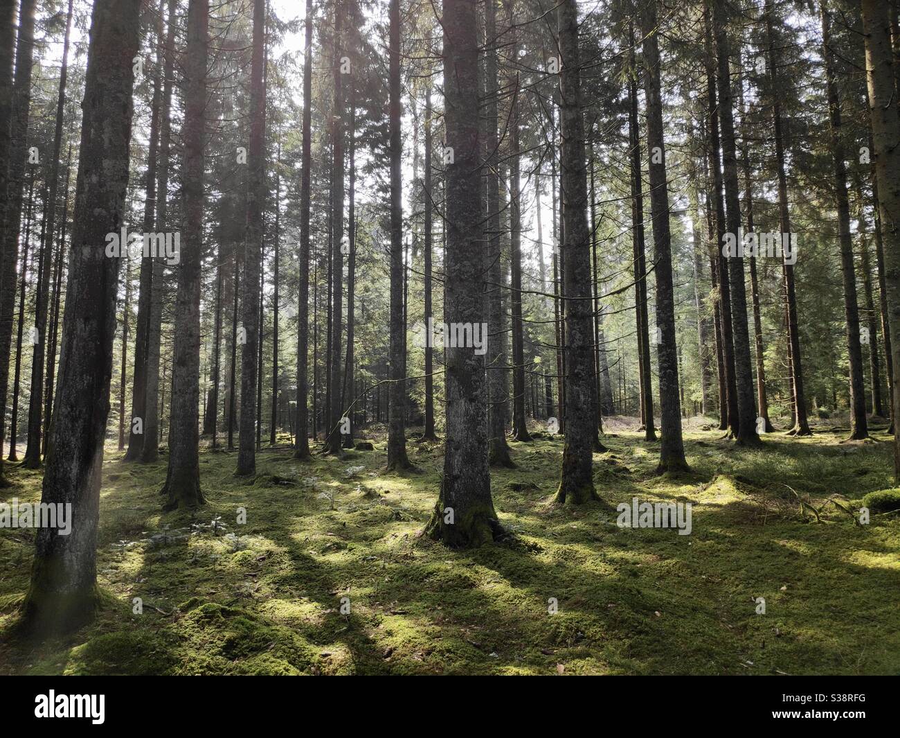 Black forest schwarzwald germany trees hi-res stock photography and ...