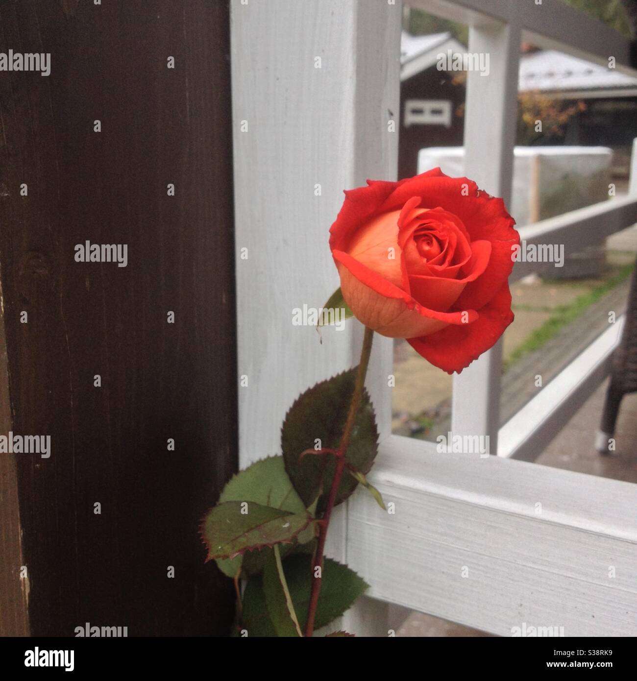 Rose chair hi-res stock photography and images - Alamy