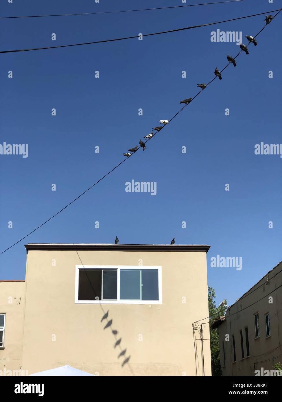 Telephone wires birds hi-res stock photography and images - Alamy