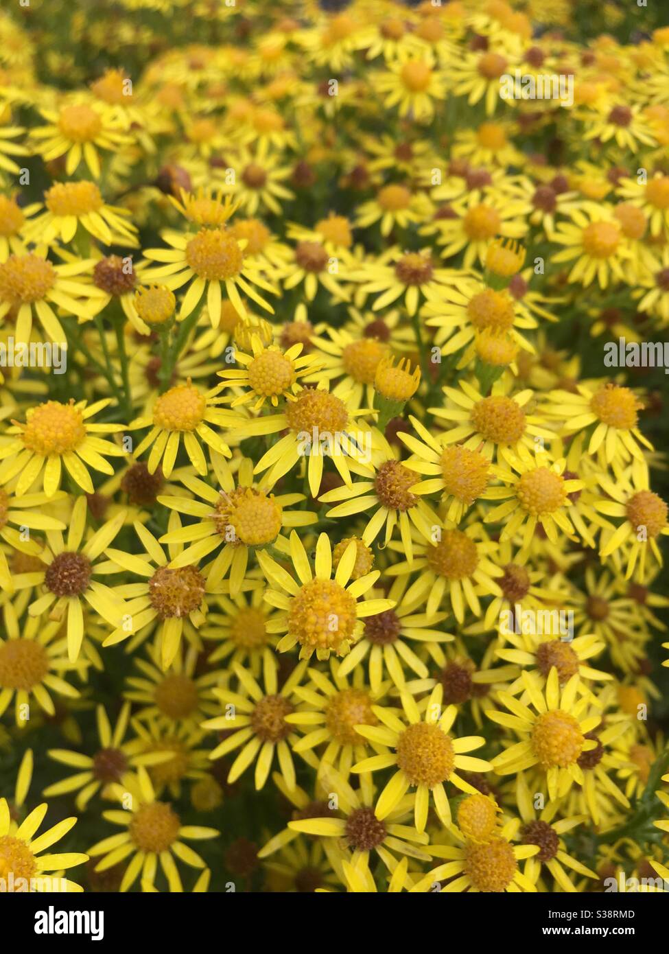 Lots of little yellow flowers Stock Photo - Alamy
