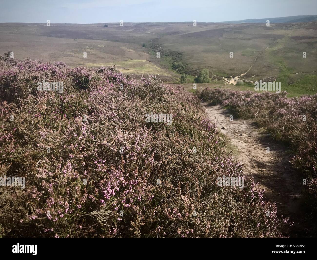 Path through heather hi-res stock photography and images - Alamy