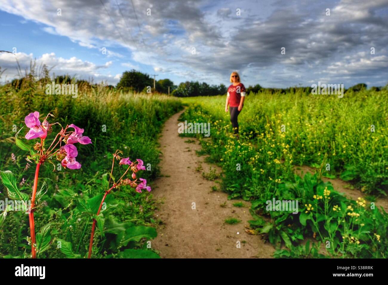 Summer Path In Pink Stock Photo - Alamy