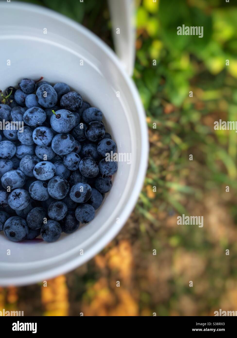 Blueberry picking bucket hi-res stock photography and images - Alamy