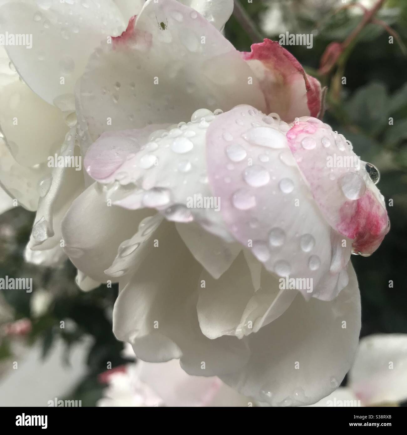 Raindrops on roses hi-res stock photography and images - Alamy