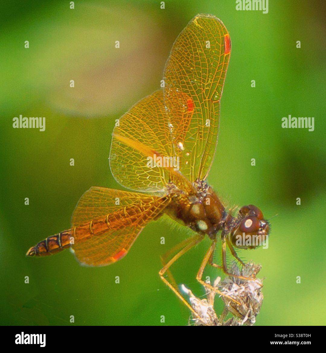 Amber dragonfly hi-res stock photography and images - Alamy