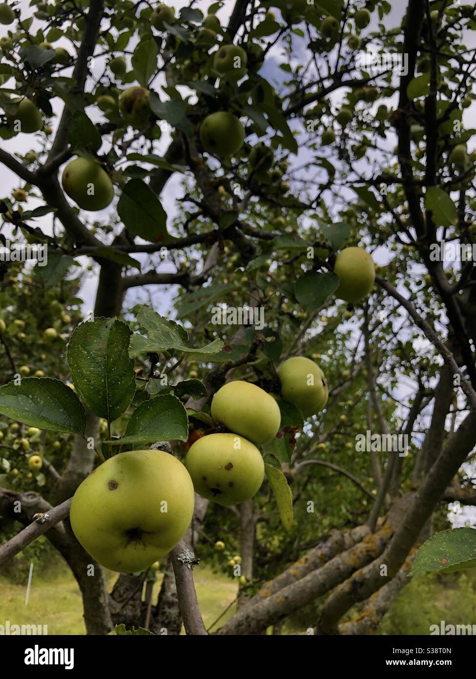 Italian Orchard High Resolution Stock Photography and Images - Alamy