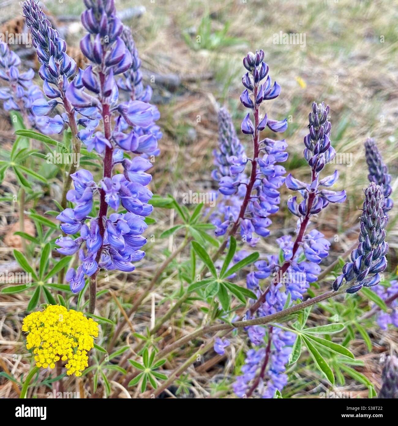 Purple and yellow wildflowers in the summer in the high country of ...
