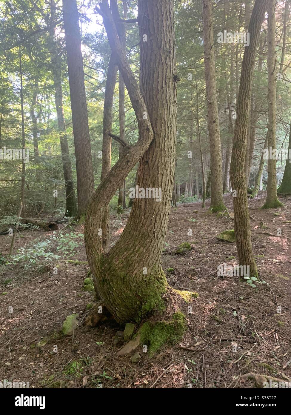 Tree twist hi-res stock photography and images - Alamy