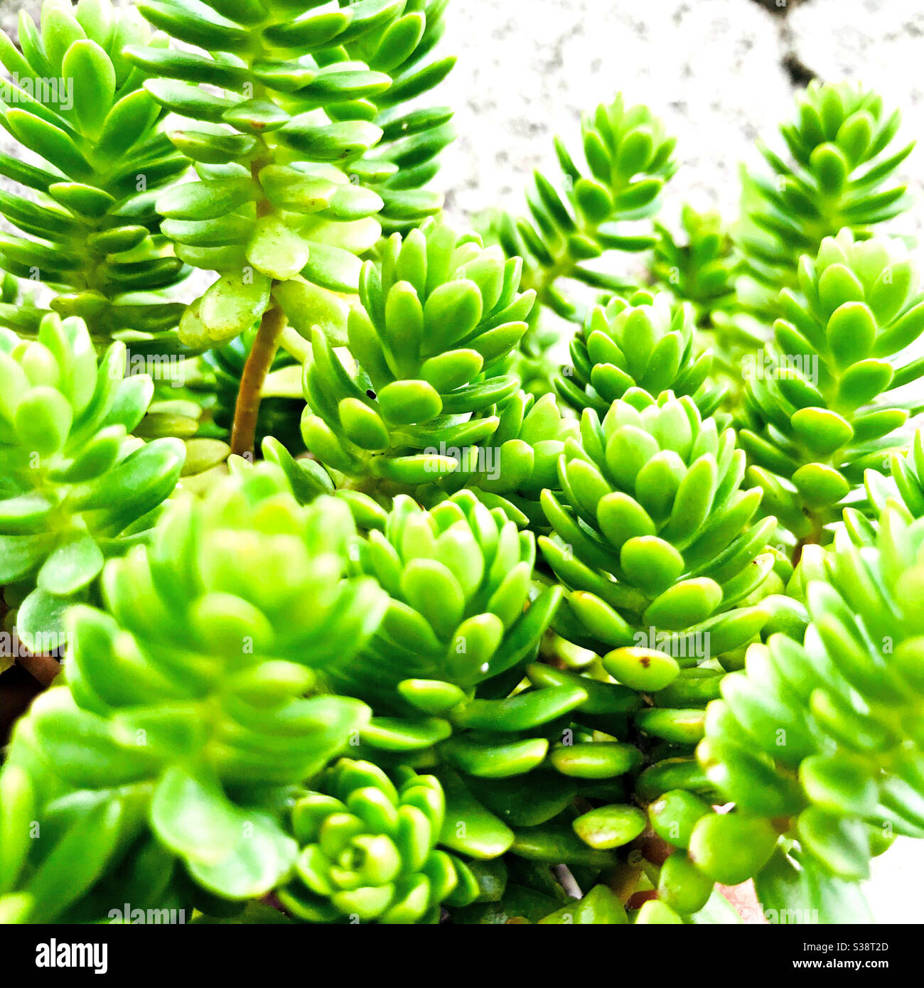 Macetas hi-res stock photography and images - Alamy