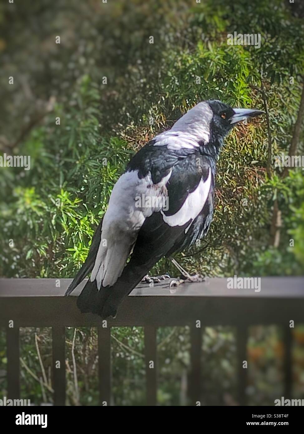 Australian native magpie hi-res stock photography and images - Alamy