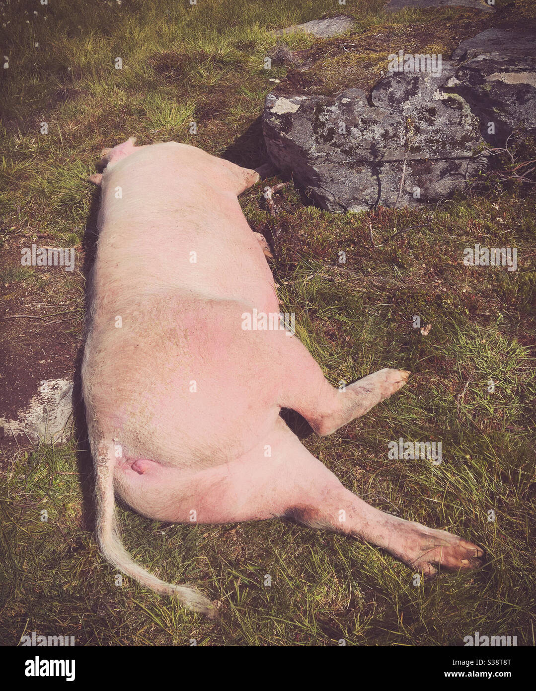 Giant hog hi-res stock photography and images - Alamy