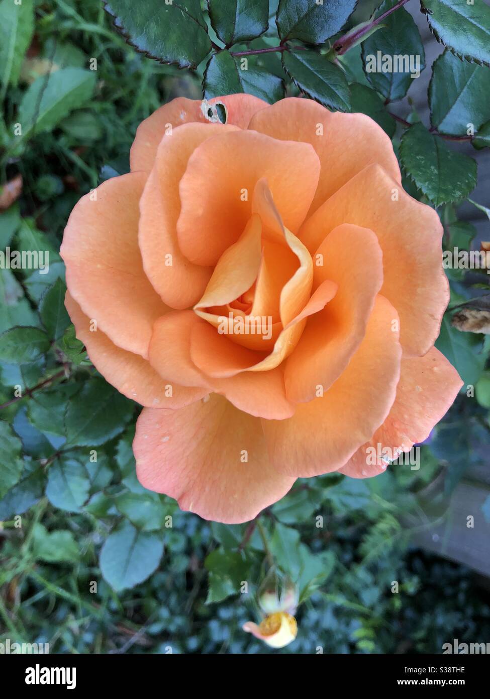 Peach rose hi-res stock photography and images - Alamy