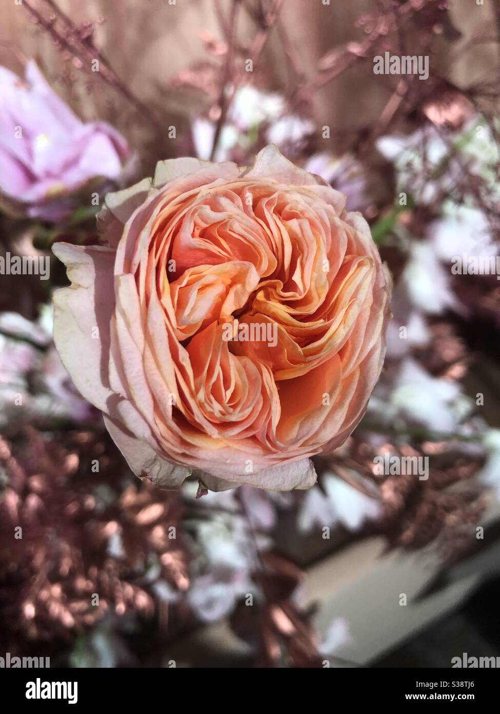 Peach rose hi-res stock photography and images - Alamy