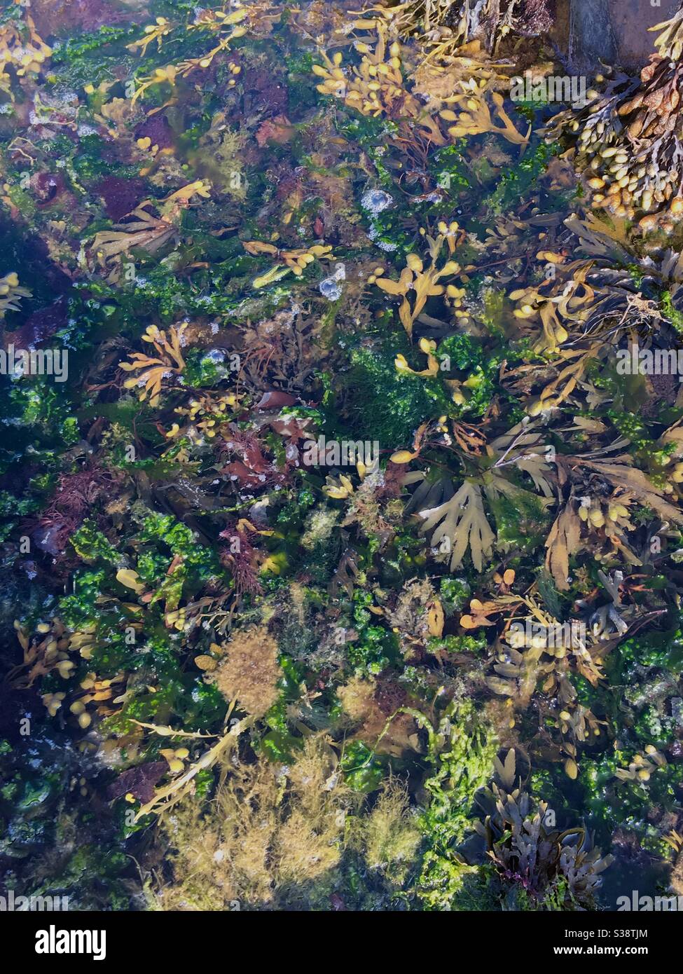 Seaweed shapes hi-res stock photography and images - Alamy