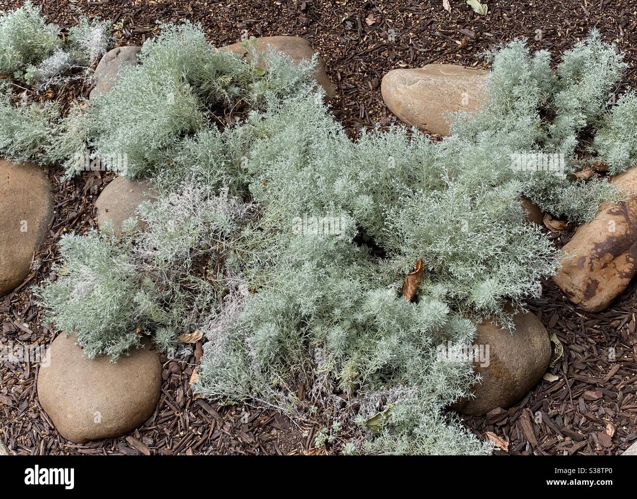 Ground cover plants hi-res stock photography and images - Alamy