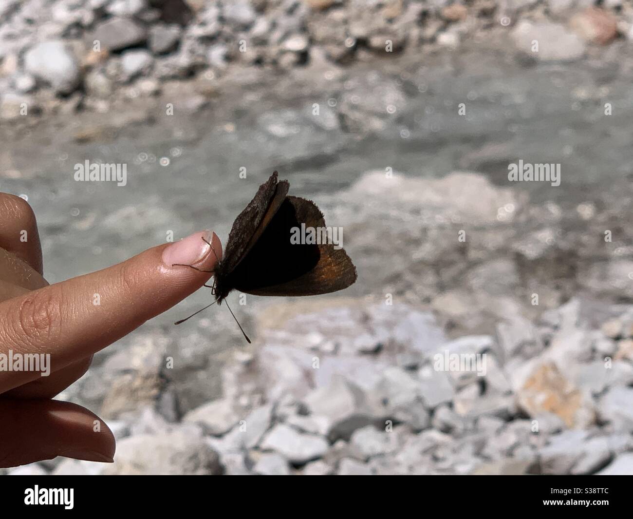 Butterfly on a finger Stock Photo - Alamy