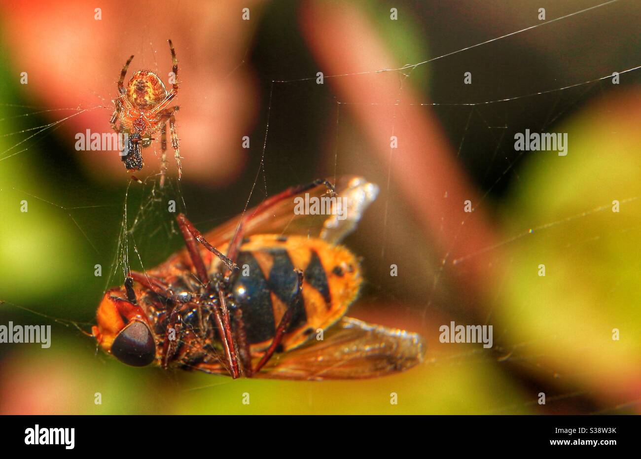 Macro Spider with wasp caught in web Stock Photo - Alamy