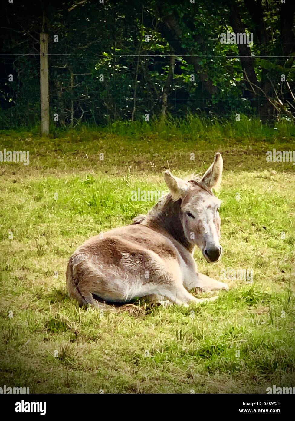 Lazy animals hi-res stock photography and images - Alamy