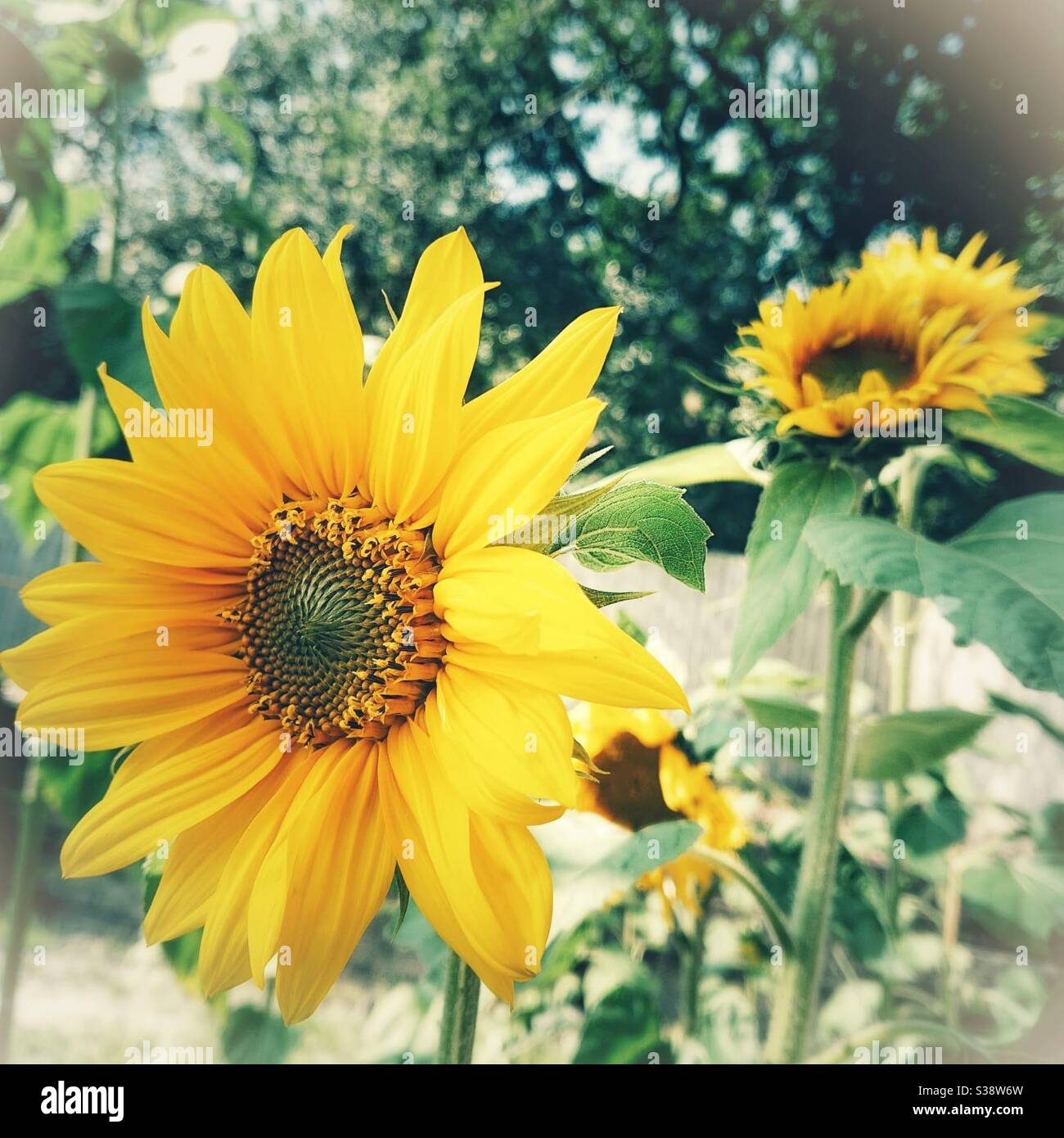 A photograph of sunflowers in a garden Stock Photo - Alamy