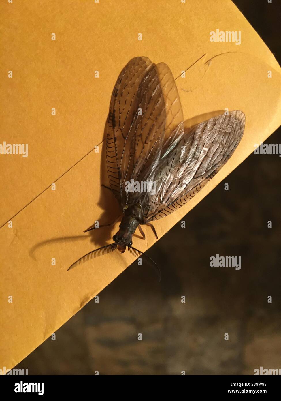 Scary bug hi-res stock photography and images - Alamy