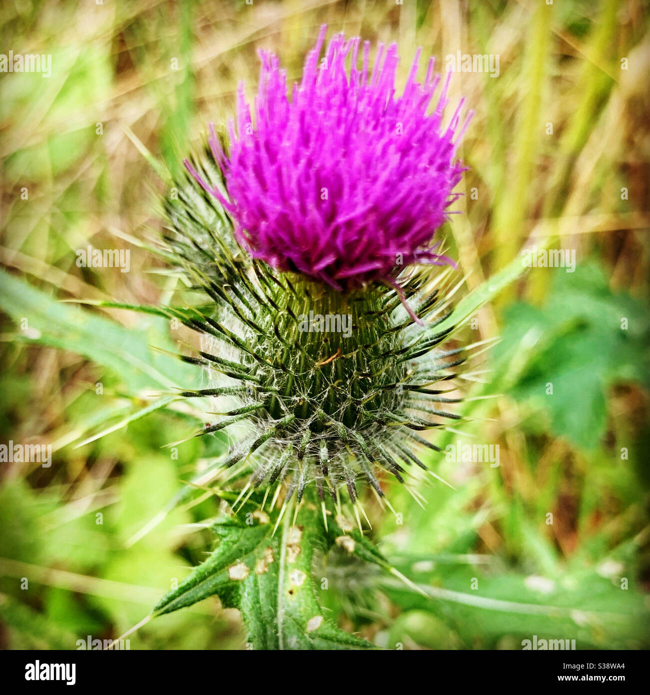 Thistle in bloom hi-res stock photography and images - Alamy