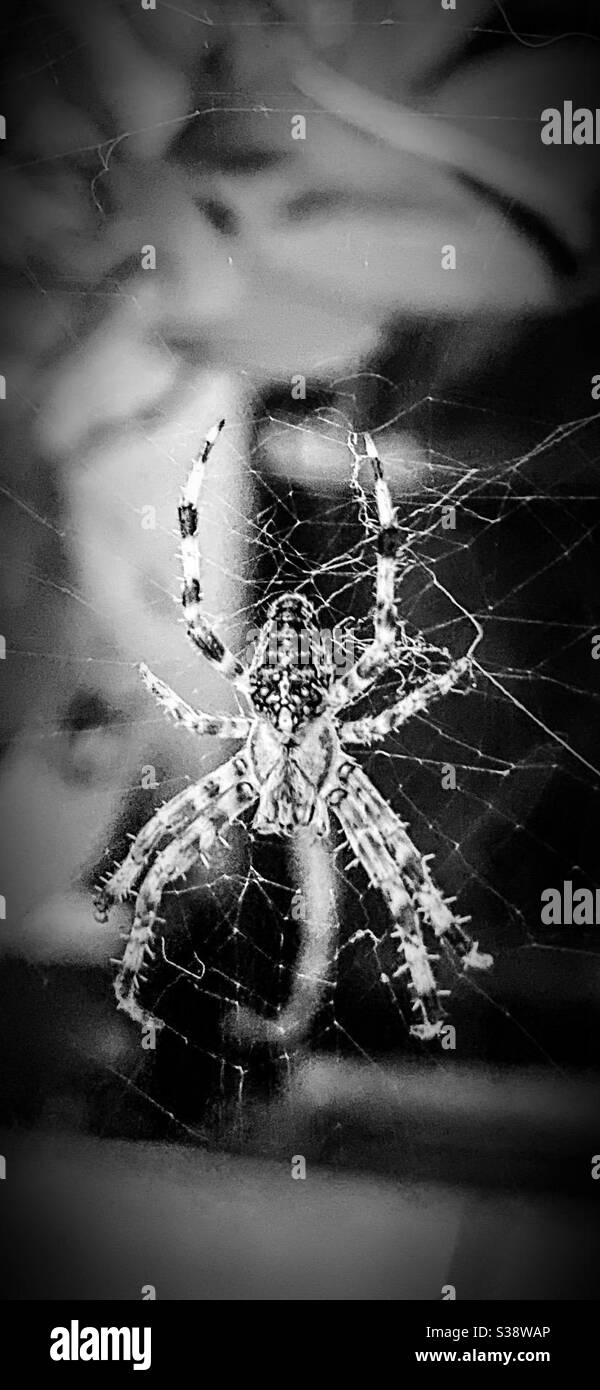 Garden insects Black and White Stock Photos & Images - Alamy