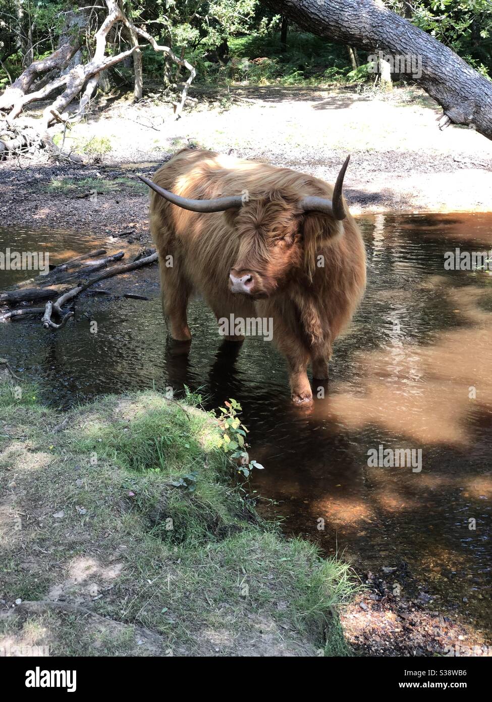 Highland cow in water hi-res stock photography and images - Alamy